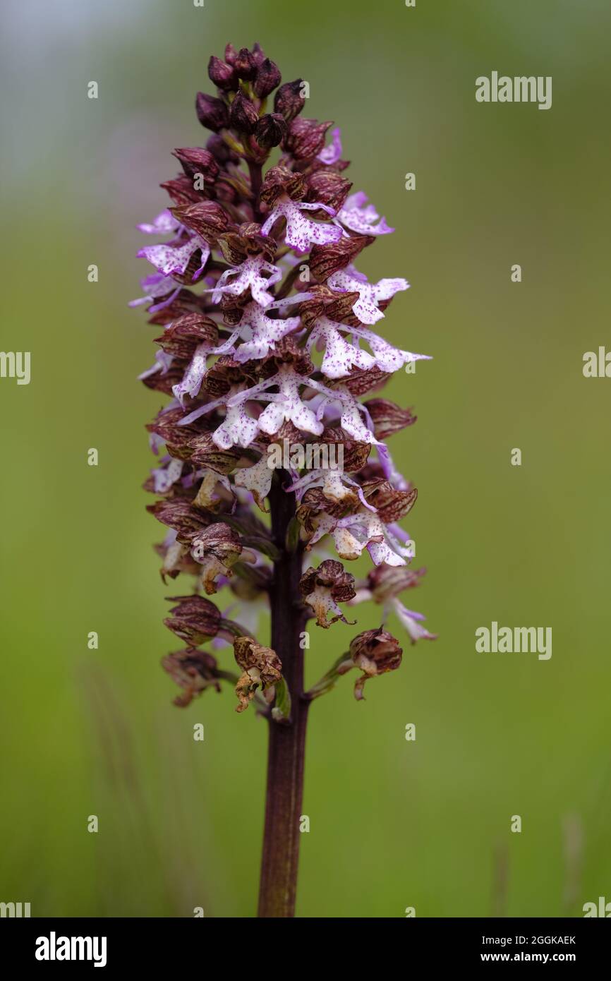 Purple orchid, Orchis purpurea Stock Photo - Alamy