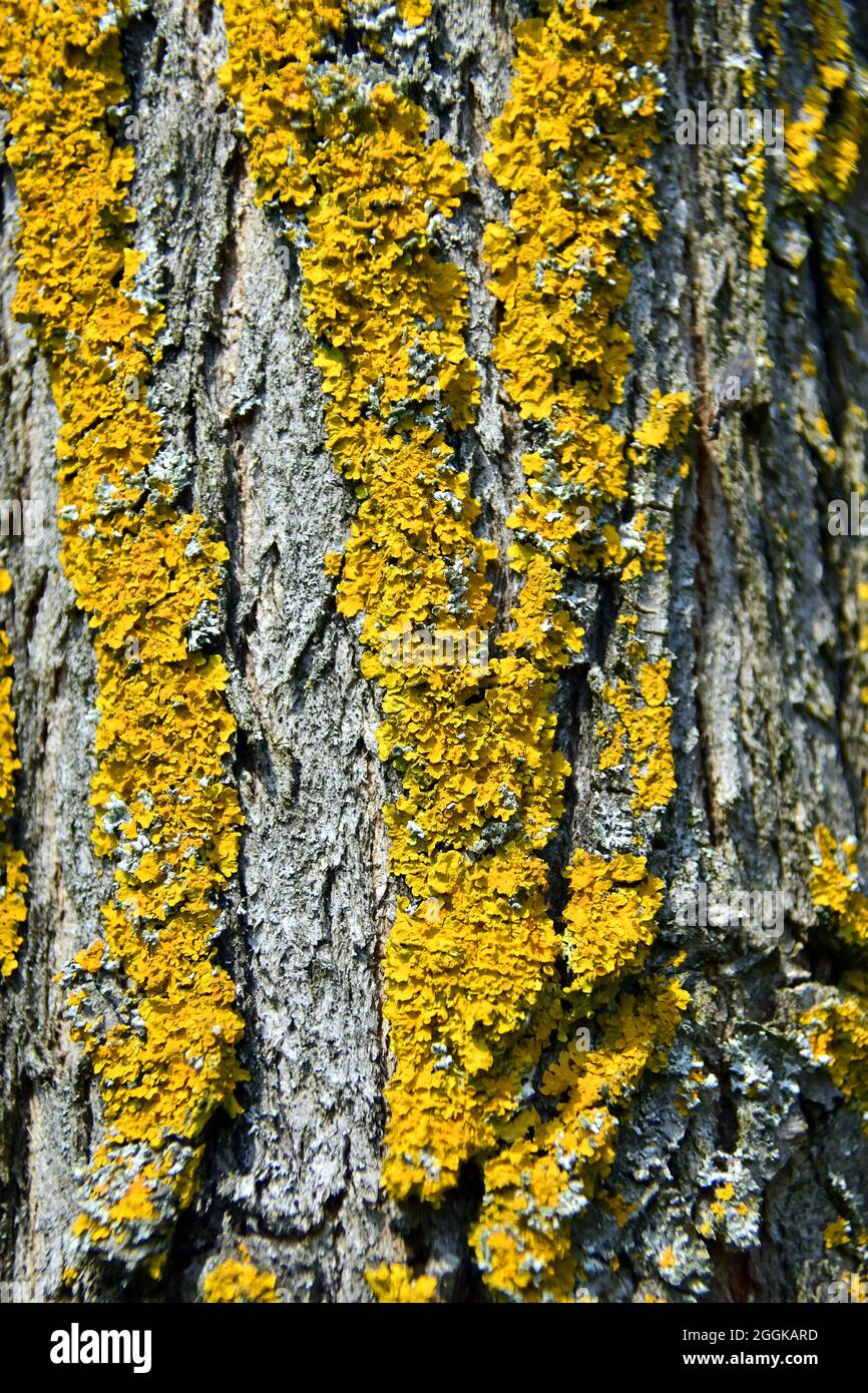 common orange lichen, yellow scale, maritime sunburst lichen and shore ...