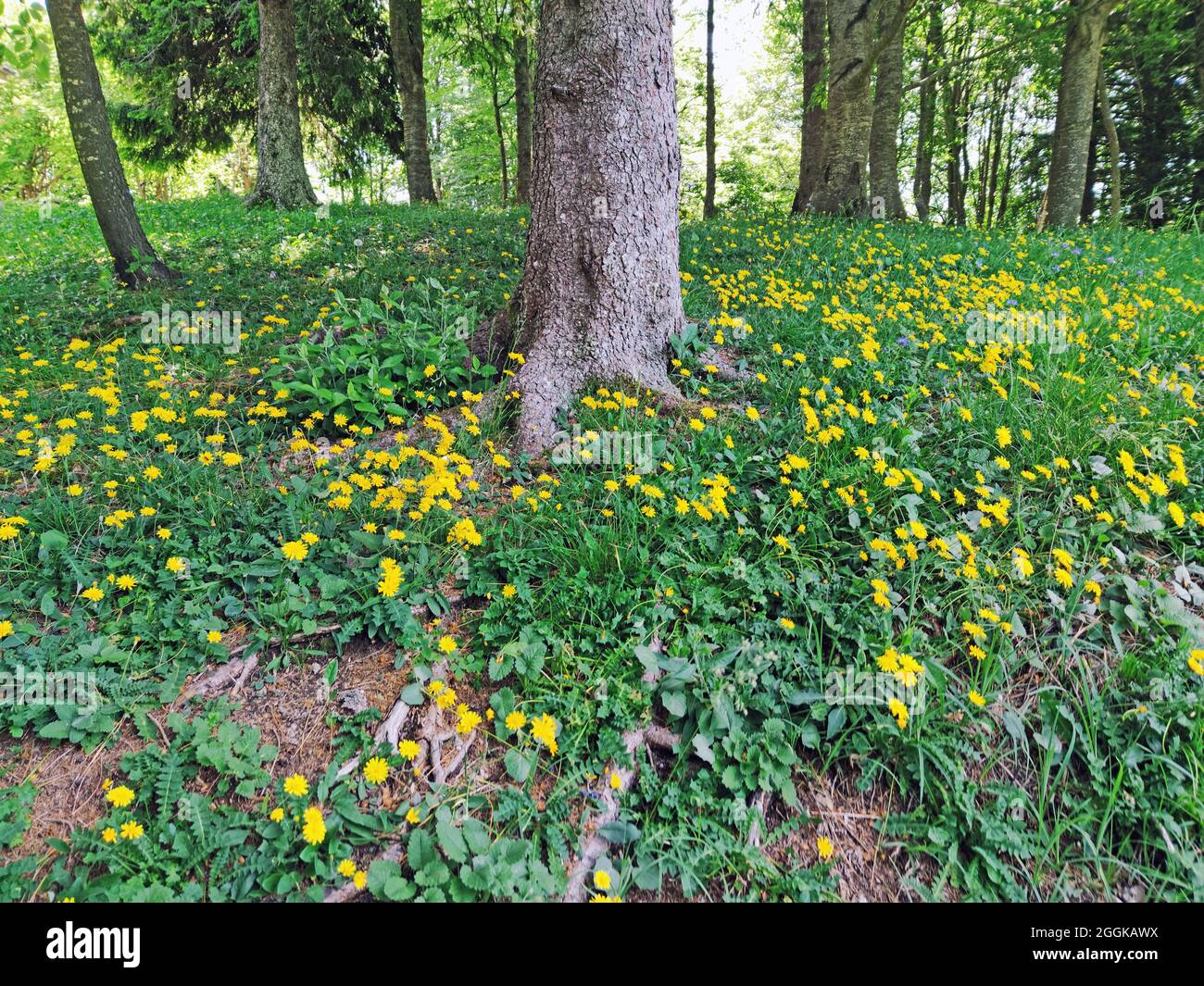 Shady border hi-res stock photography and images - Alamy