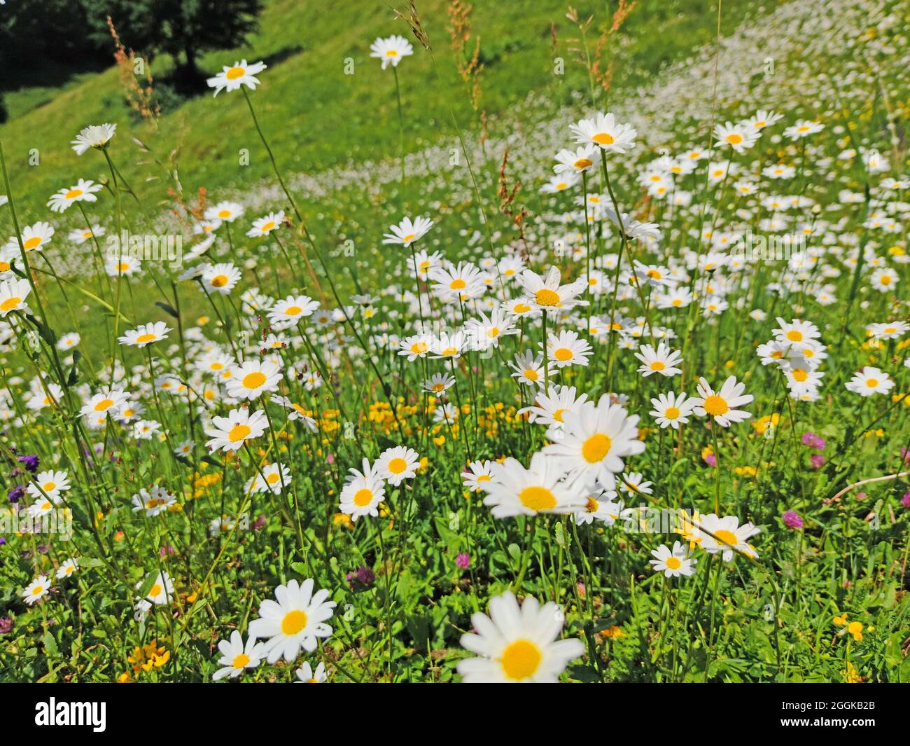 Alpine meadows in the region around the Passo del Mare at an altitude ...