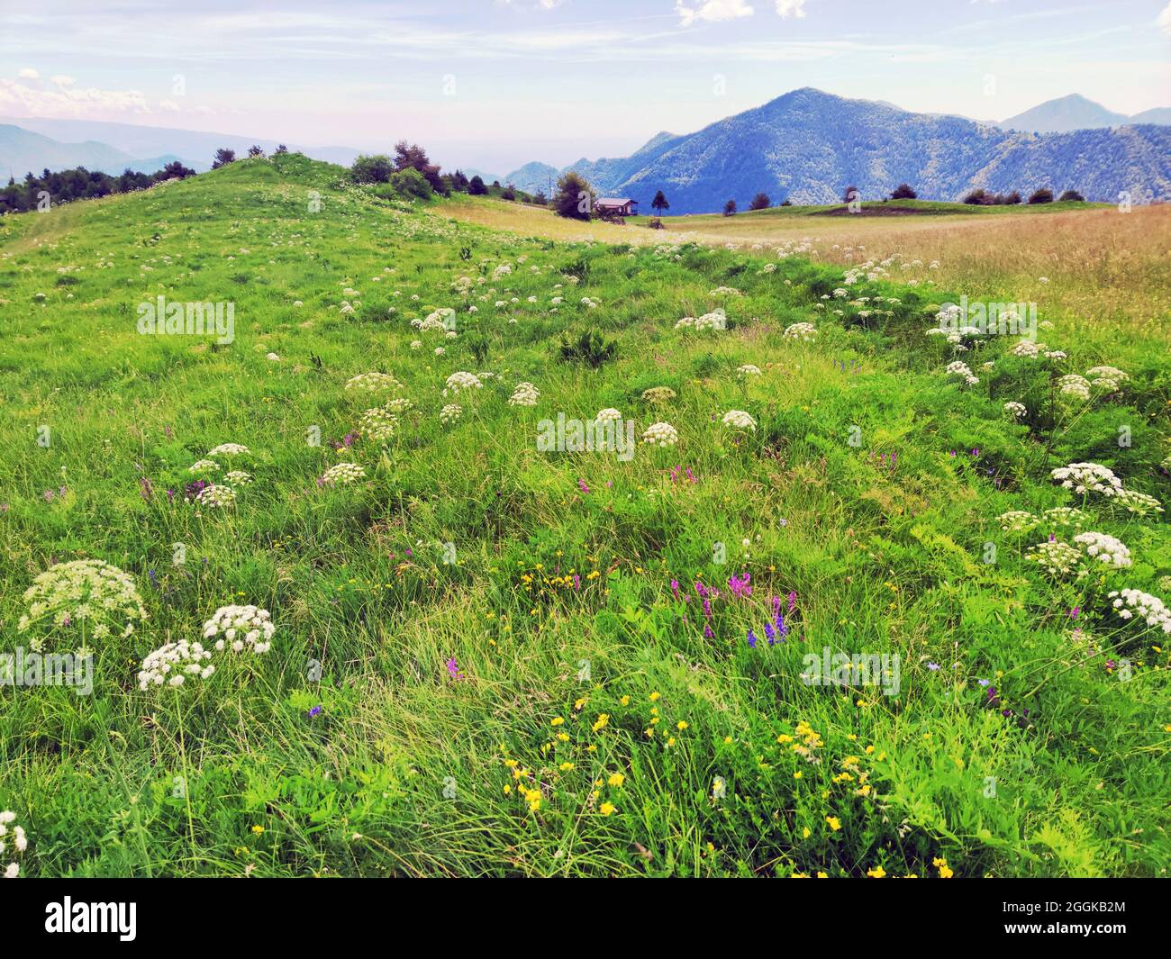 Alpine meadows in the region around the Passo del Mare at an altitude ...