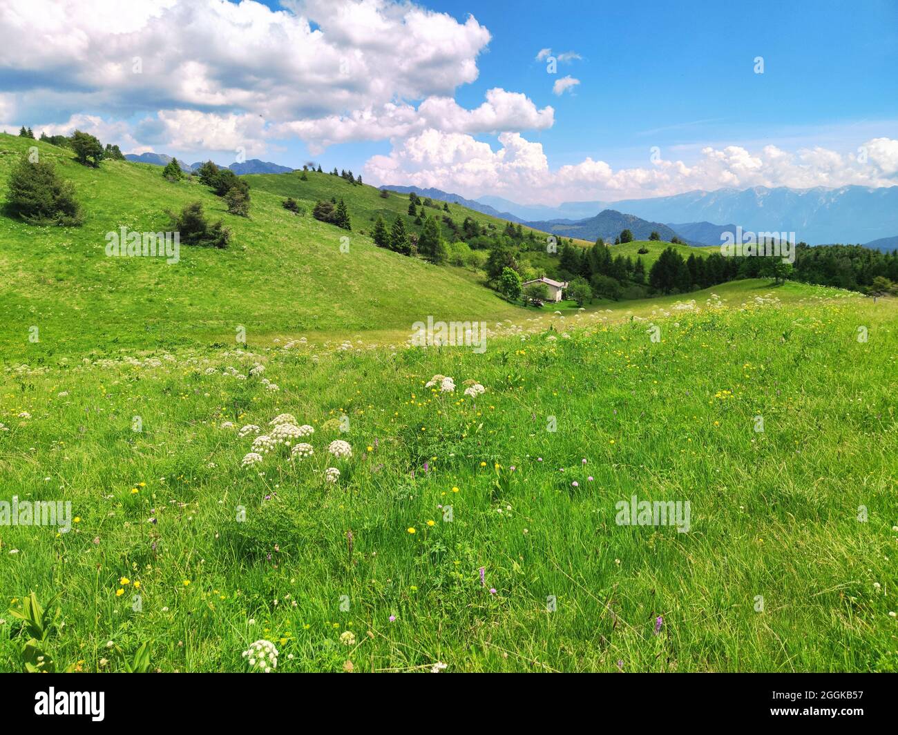 Alpine meadows in the region around the Passo del Mare at an altitude ...