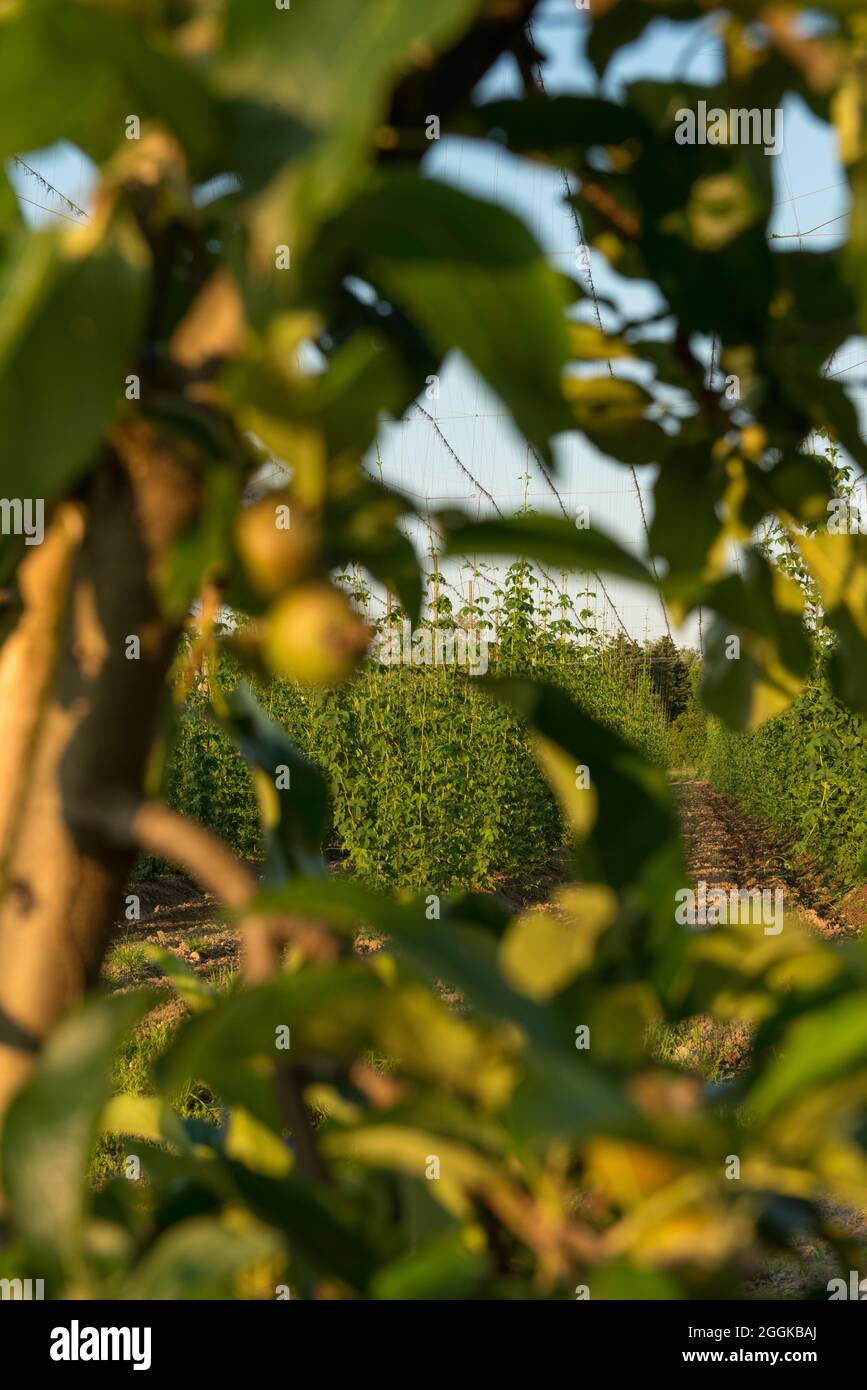 Hop garden, hop field, orchard Stock Photo - Alamy