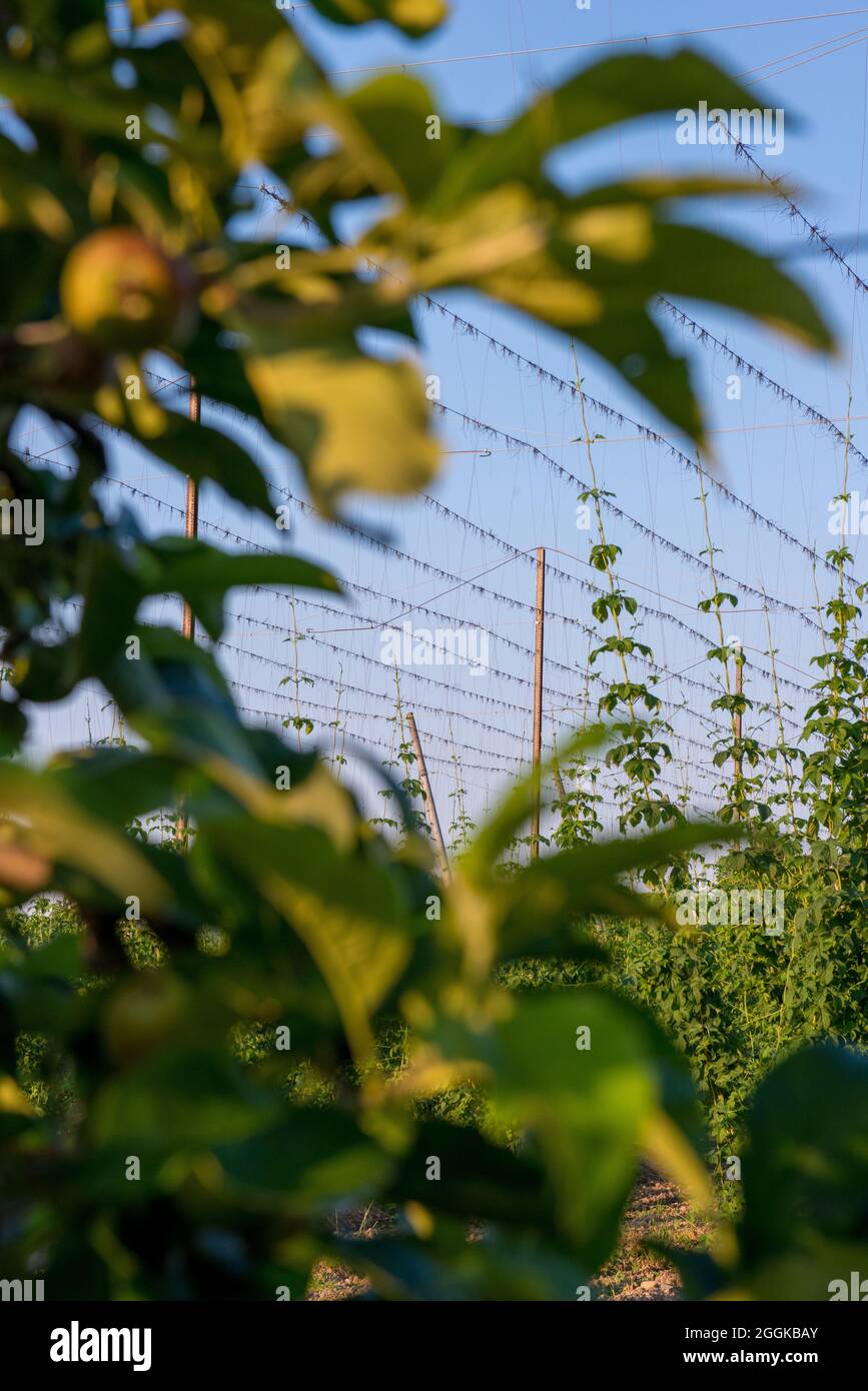 Hop garden, hop field, orchard Stock Photo - Alamy