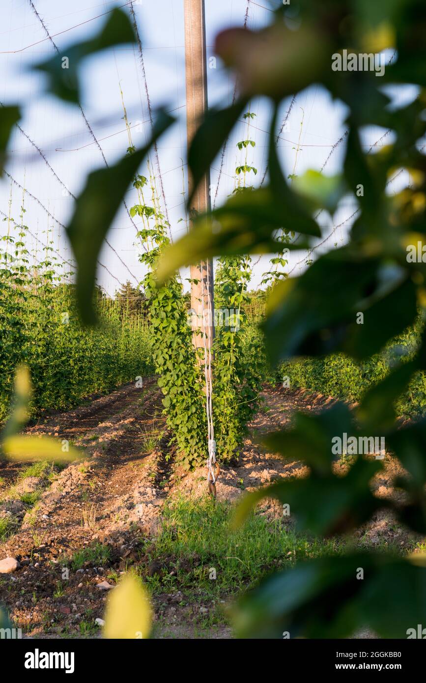 Hop garden, hop field, orchard Stock Photo - Alamy