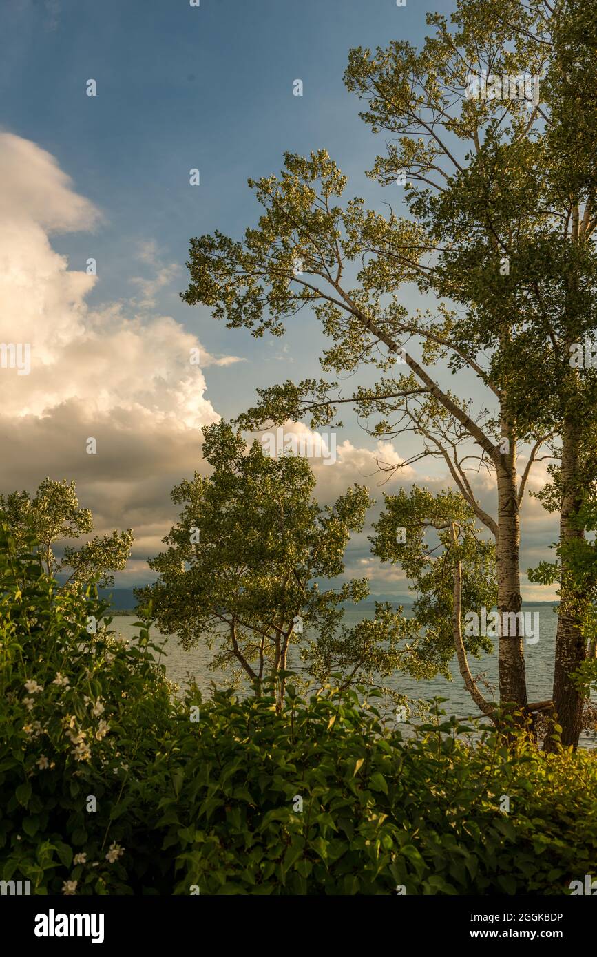 Thunderstorm trees hi-res stock photography and images - Alamy