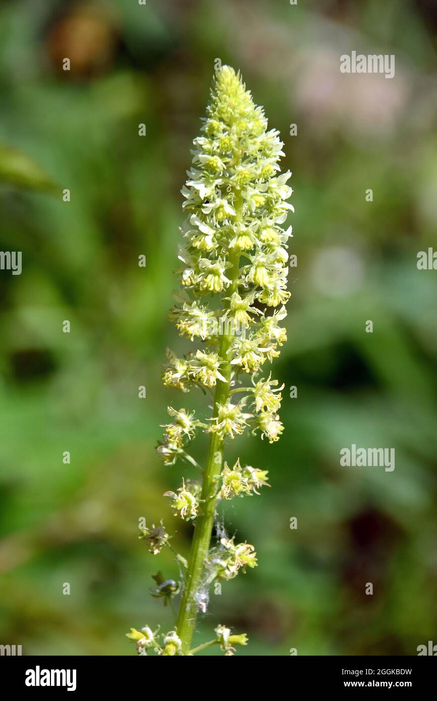 wild mignonette, yellow mignonette, Gelber Wau, Reseda lutea, vadrezeda ...
