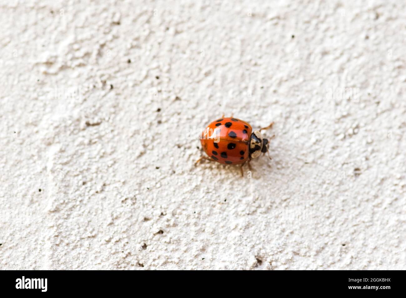 wild red ladybug with black dots Stock Photo - Alamy
