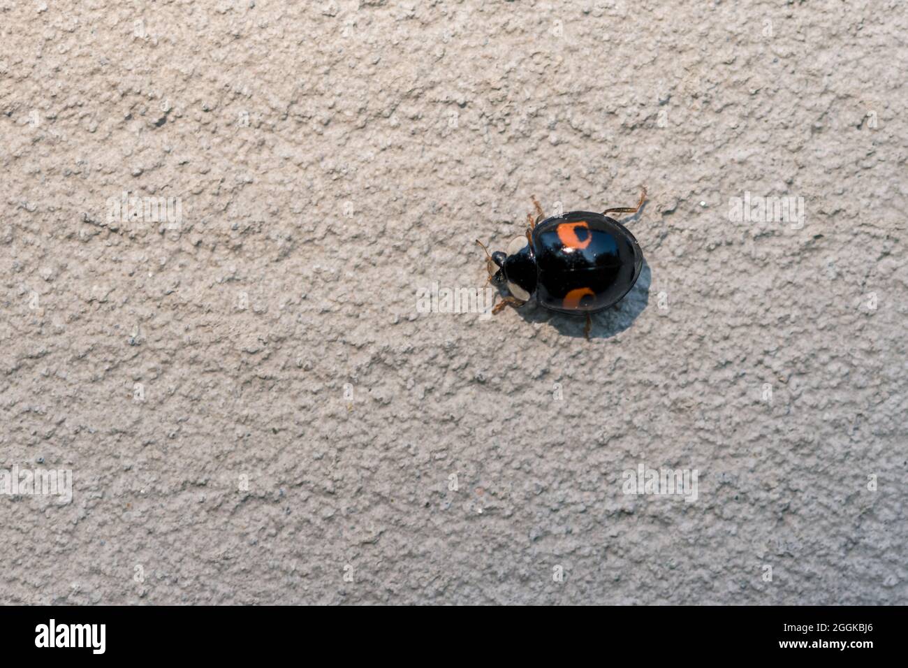 wild dangerous red ladybug insect with black dots Stock Photo - Alamy