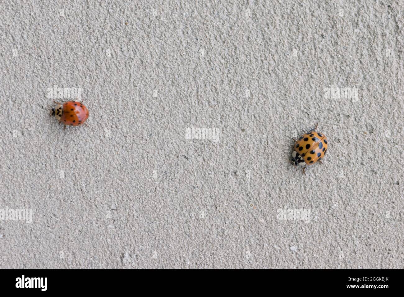 wild dangerous red ladybug insect with black dots Stock Photo - Alamy