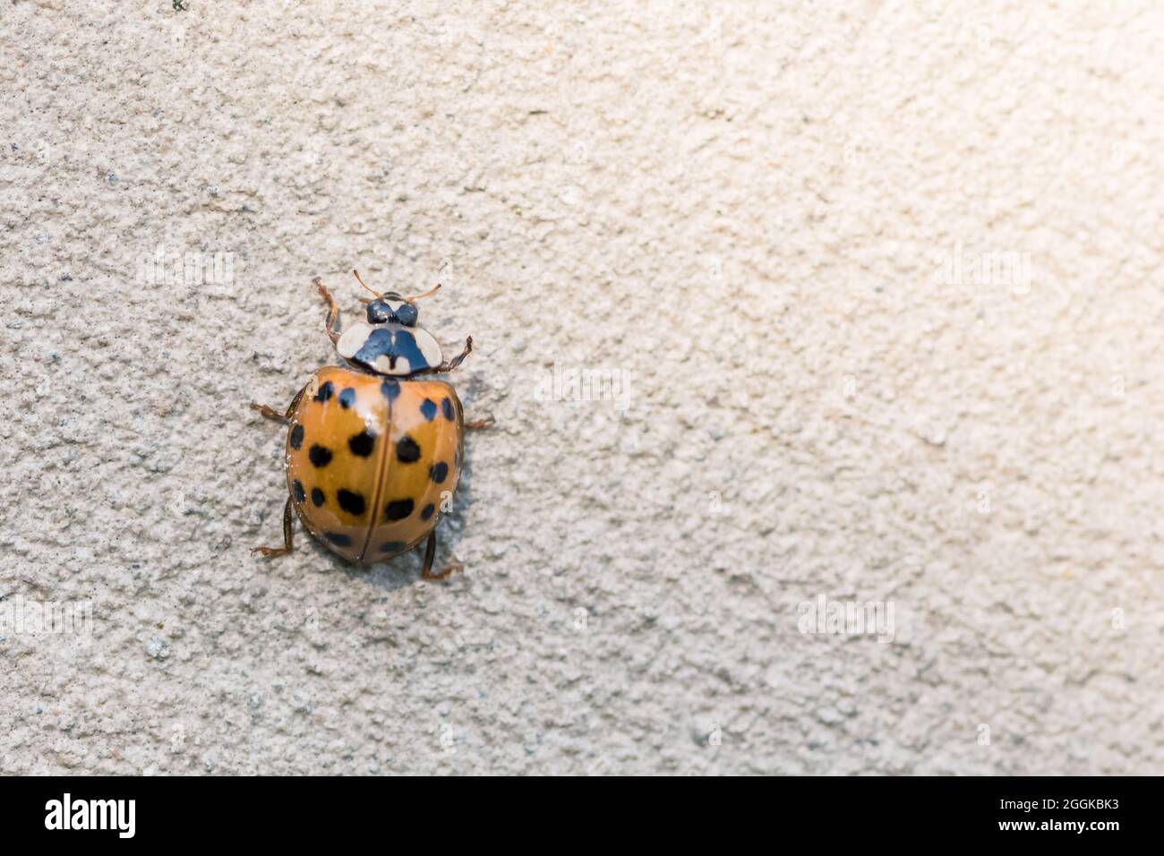 wild dangerous red ladybug insect with black dots Stock Photo - Alamy