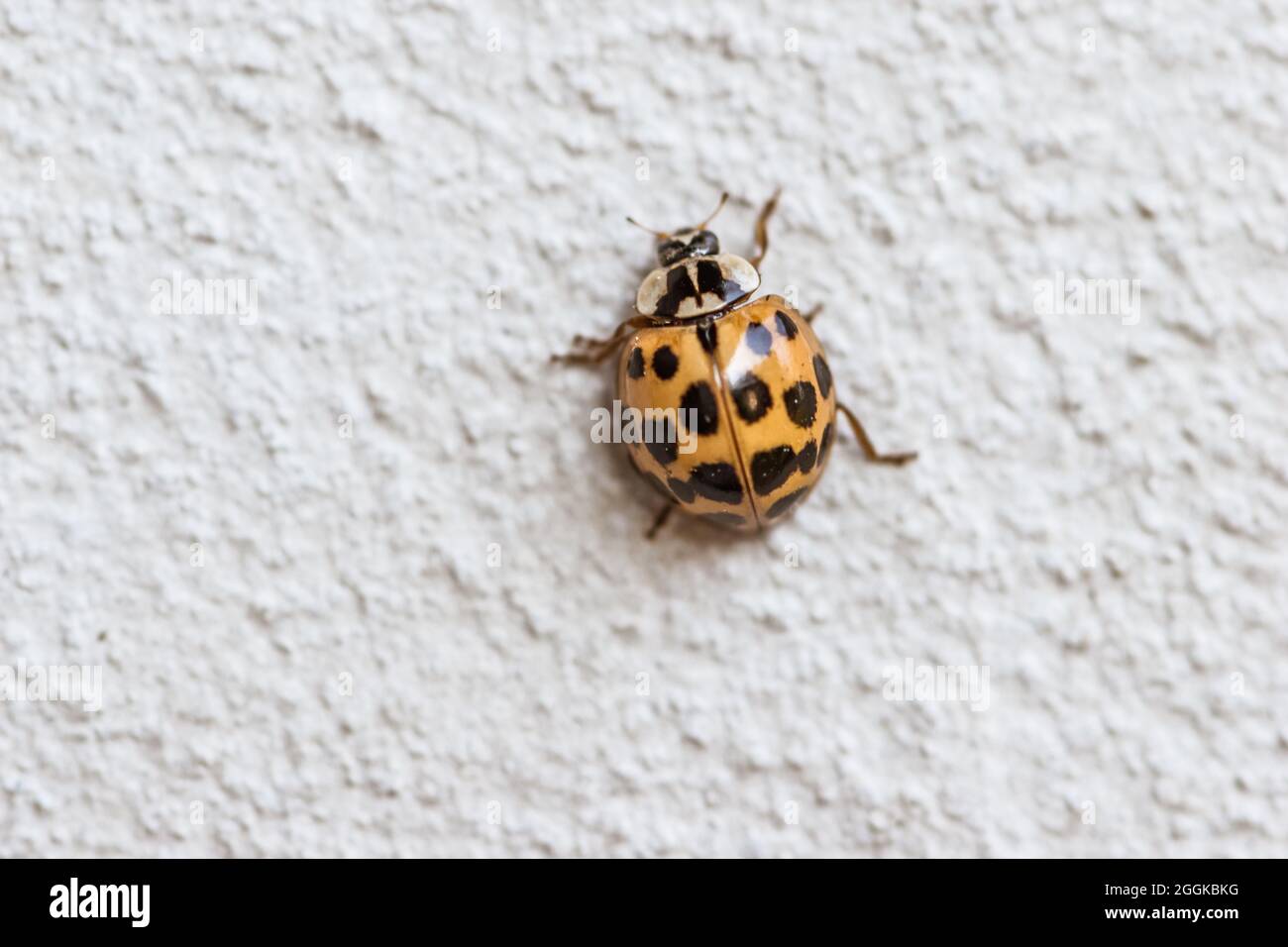 wild dangerous red ladybug insect with black dots Stock Photo - Alamy
