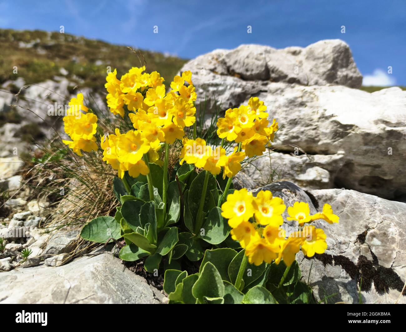 Bear's ear primula auricula hi-res stock photography and images - Alamy