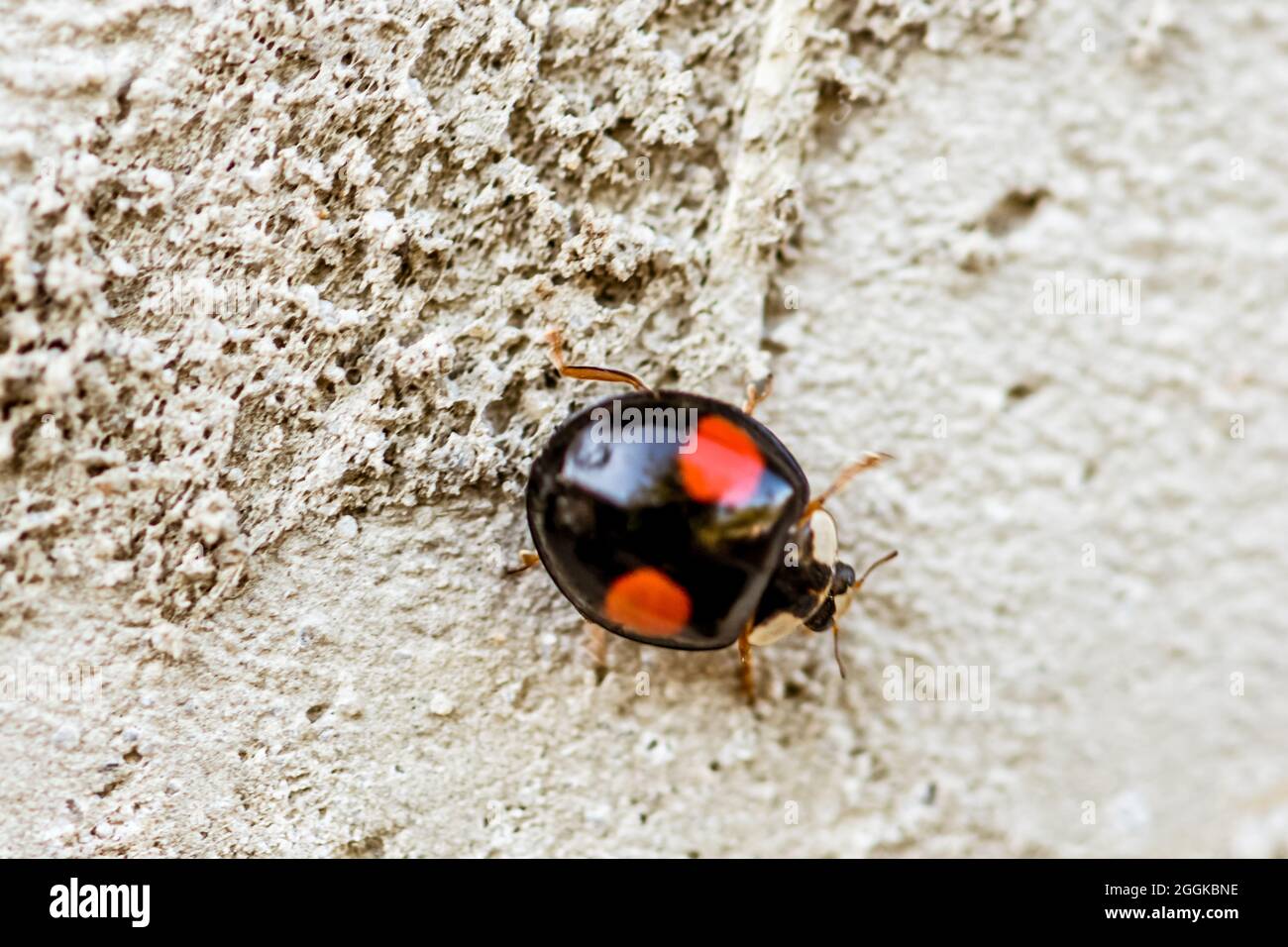 wild dangerous red ladybug insect with black dots Stock Photo - Alamy