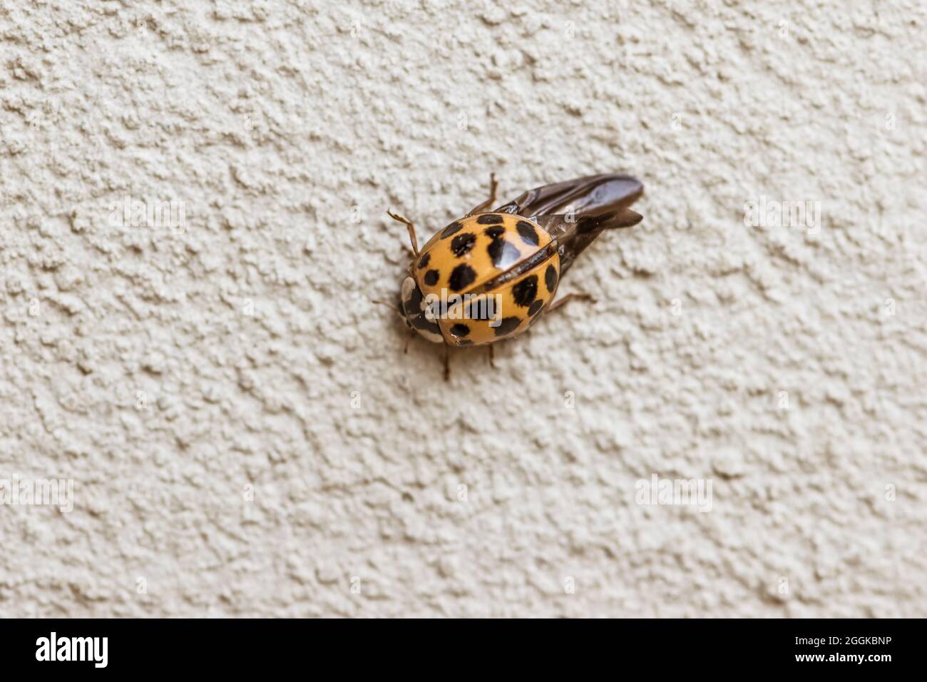 wild dangerous red ladybug insect with black dots Stock Photo - Alamy