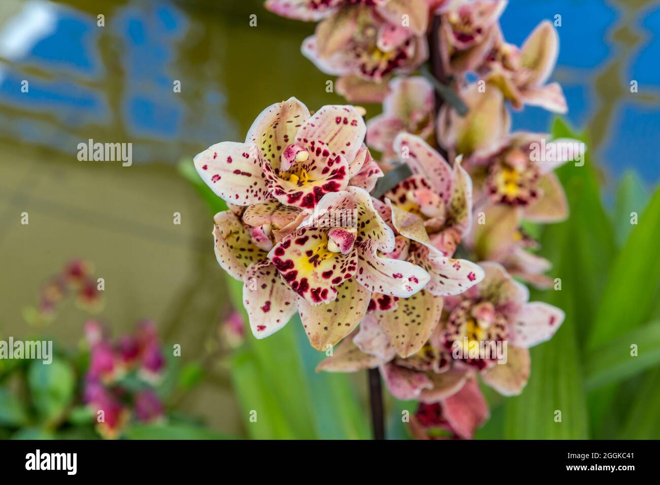 Orchids, Flower Hall, Inspiration Nature, State Garden Show, Ingolstadt ...