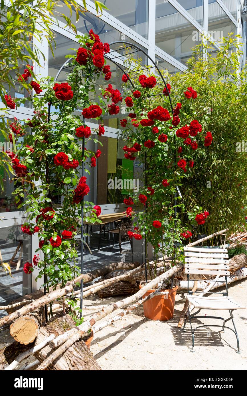 Red climbing rose hi-res stock photography and images - Alamy