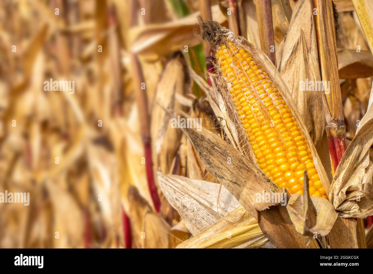 Hot water field hi-res stock photography and images - Alamy