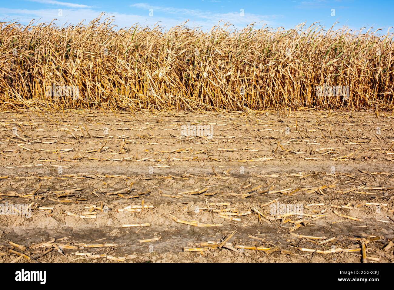 Heat in summer with high temperature and lack of water in the corn ...