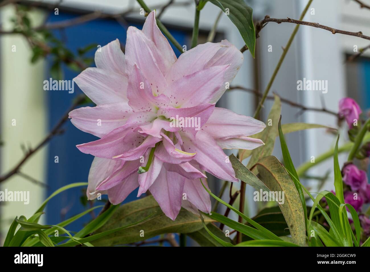 Lily, Roselily Isabella, Flower Hall, Inspiration Nature, State Garden ...