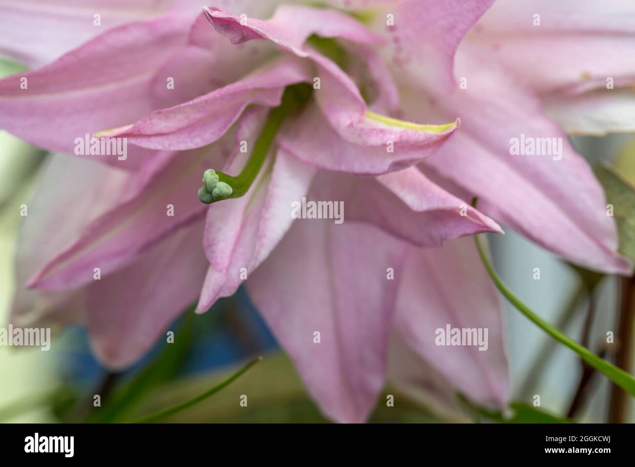 Lily, Roselily Isabella, Flower Hall, Inspiration Nature, State Garden ...