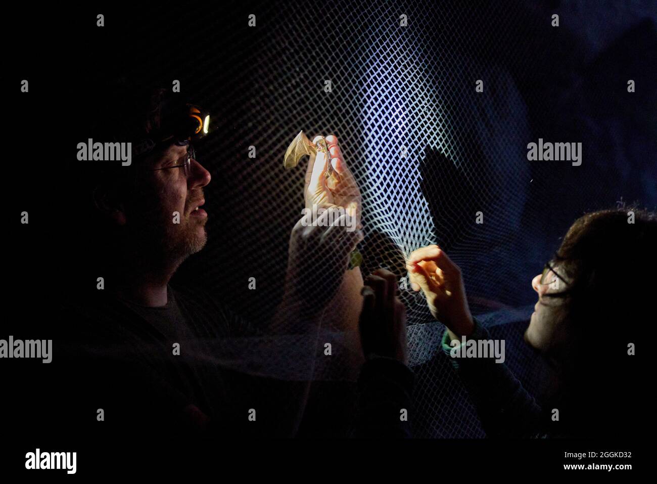 Biologist, researcher, bat, net, net catcher Stock Photo - Alamy