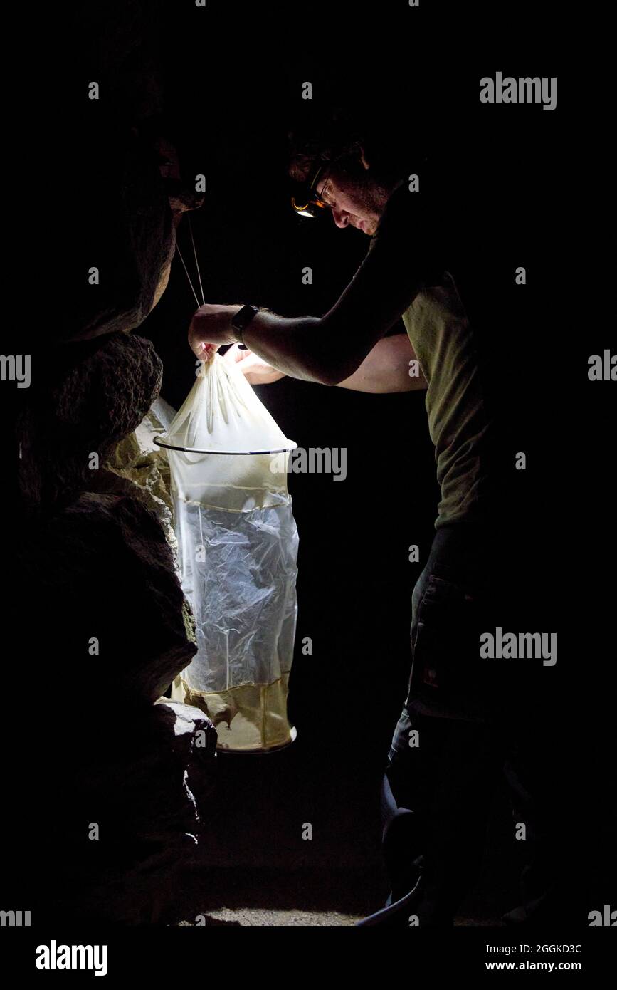 Biologist, researcher, bat, net, net catcher Stock Photo - Alamy