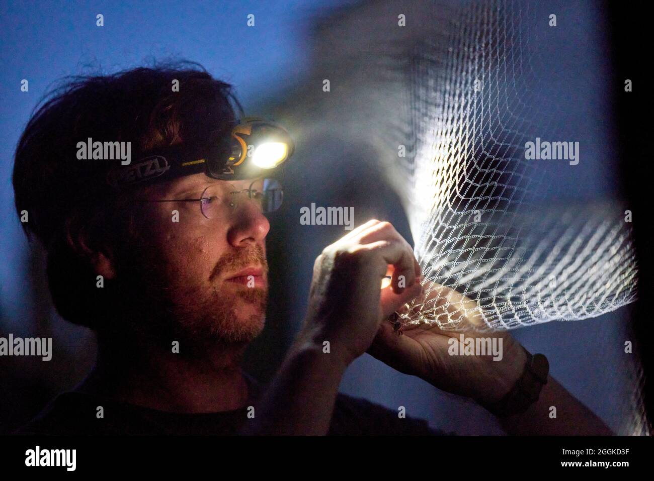 Biologist, researcher, bat, net, net catcher Stock Photo - Alamy