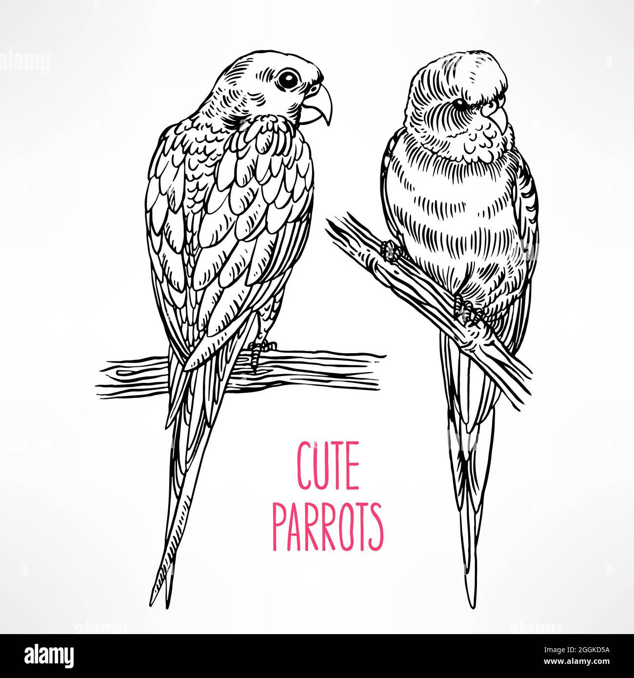 Two beautiful exotic parrot. hand-drawn illustration Stock Vector Image ...