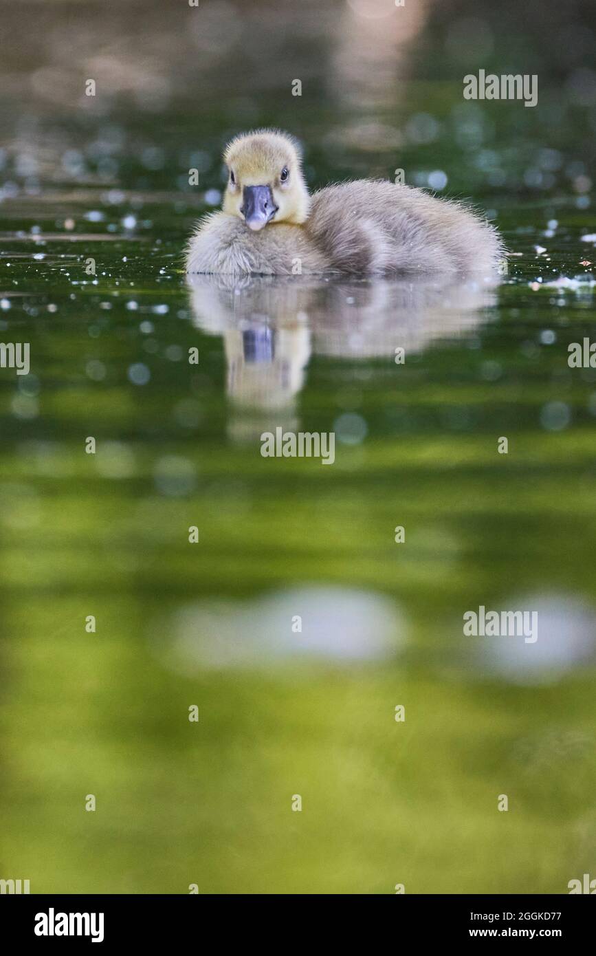 Juvenile goose hi-res stock photography and images - Alamy