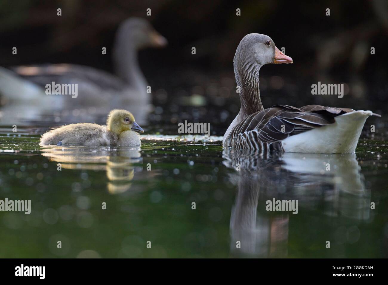 Juvenile greylag goose hi-res stock photography and images - Alamy