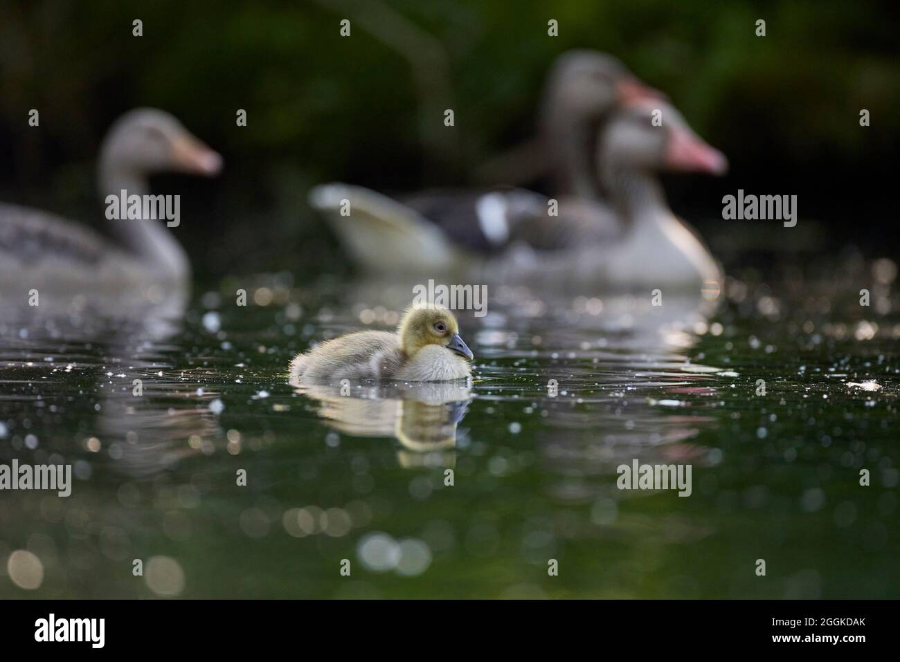 Juvenile wild geese anser anser hi-res stock photography and images - Alamy