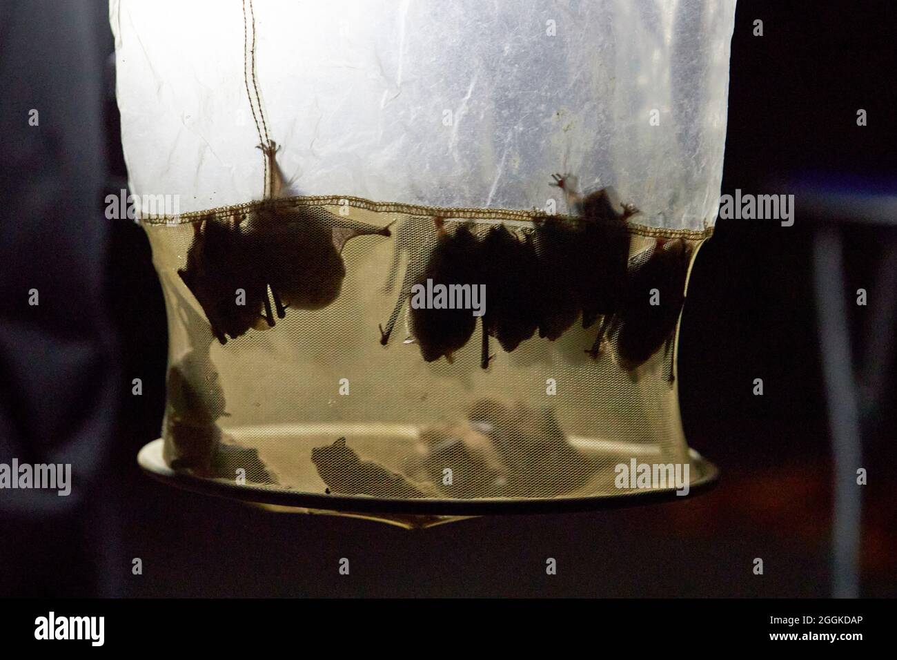 Bat, several, net, caught Stock Photo - Alamy