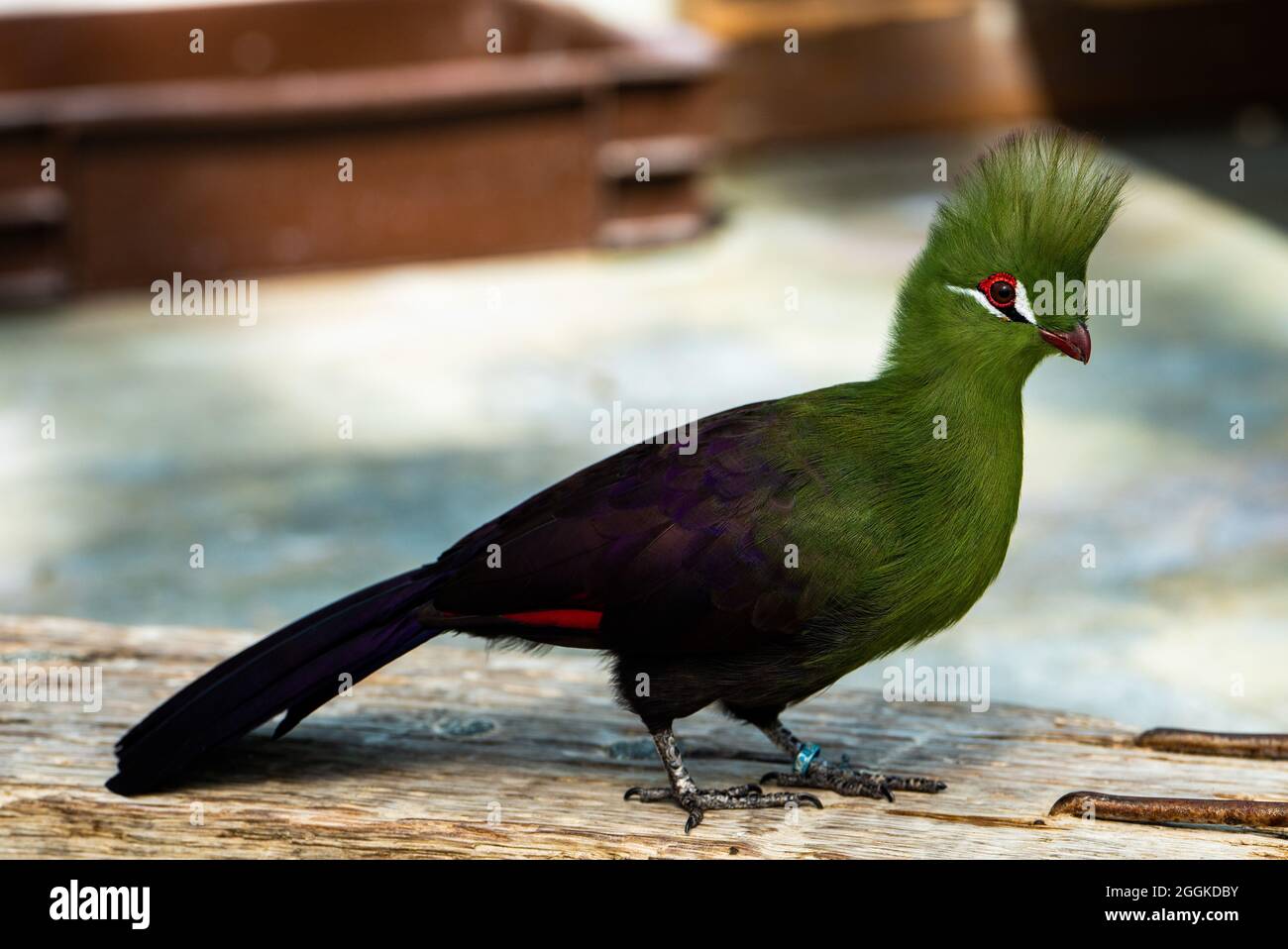 Selective of a cute green turaco Stock Photo - Alamy
