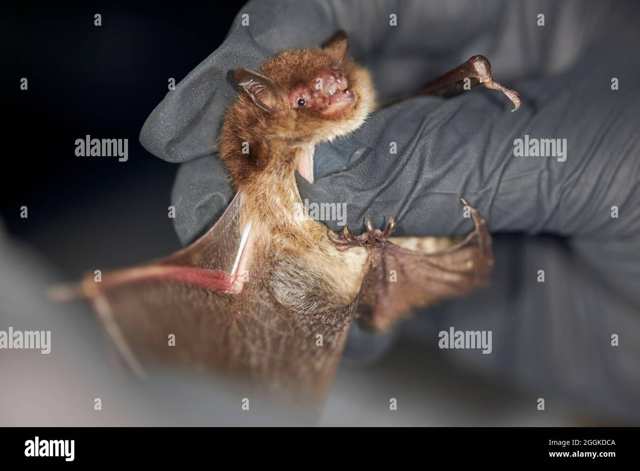 Bat, water bat, research, caught, hand Stock Photo - Alamy