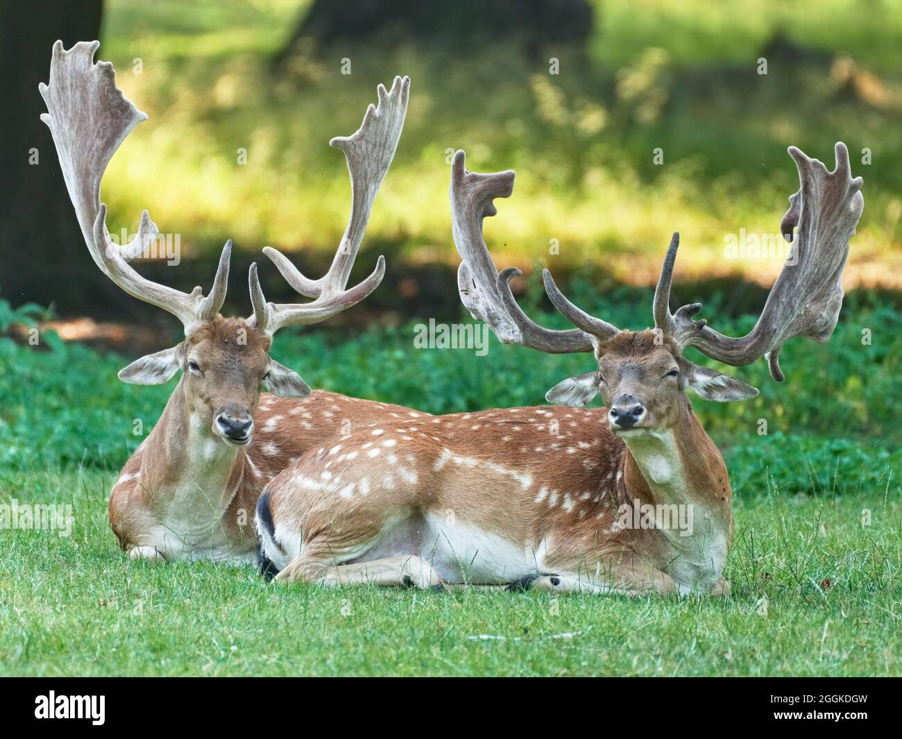Damwild (fallow deer) im Tiergarten in Hannover, Spätsommer in ...