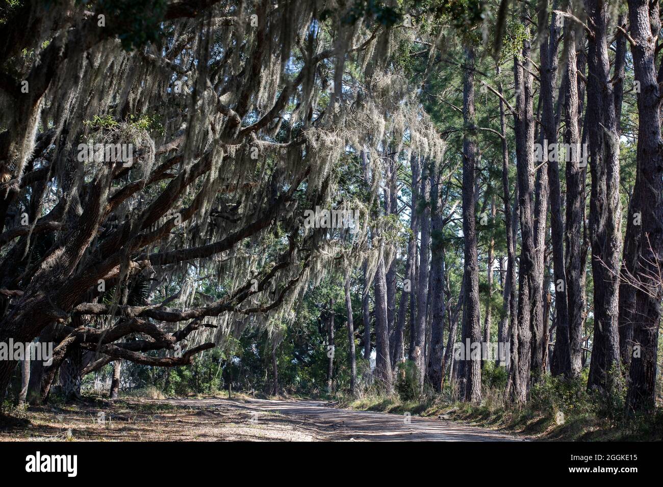 Botany Bay Plantation in Edisto Island, South Carolina Stock Photo - Alamy