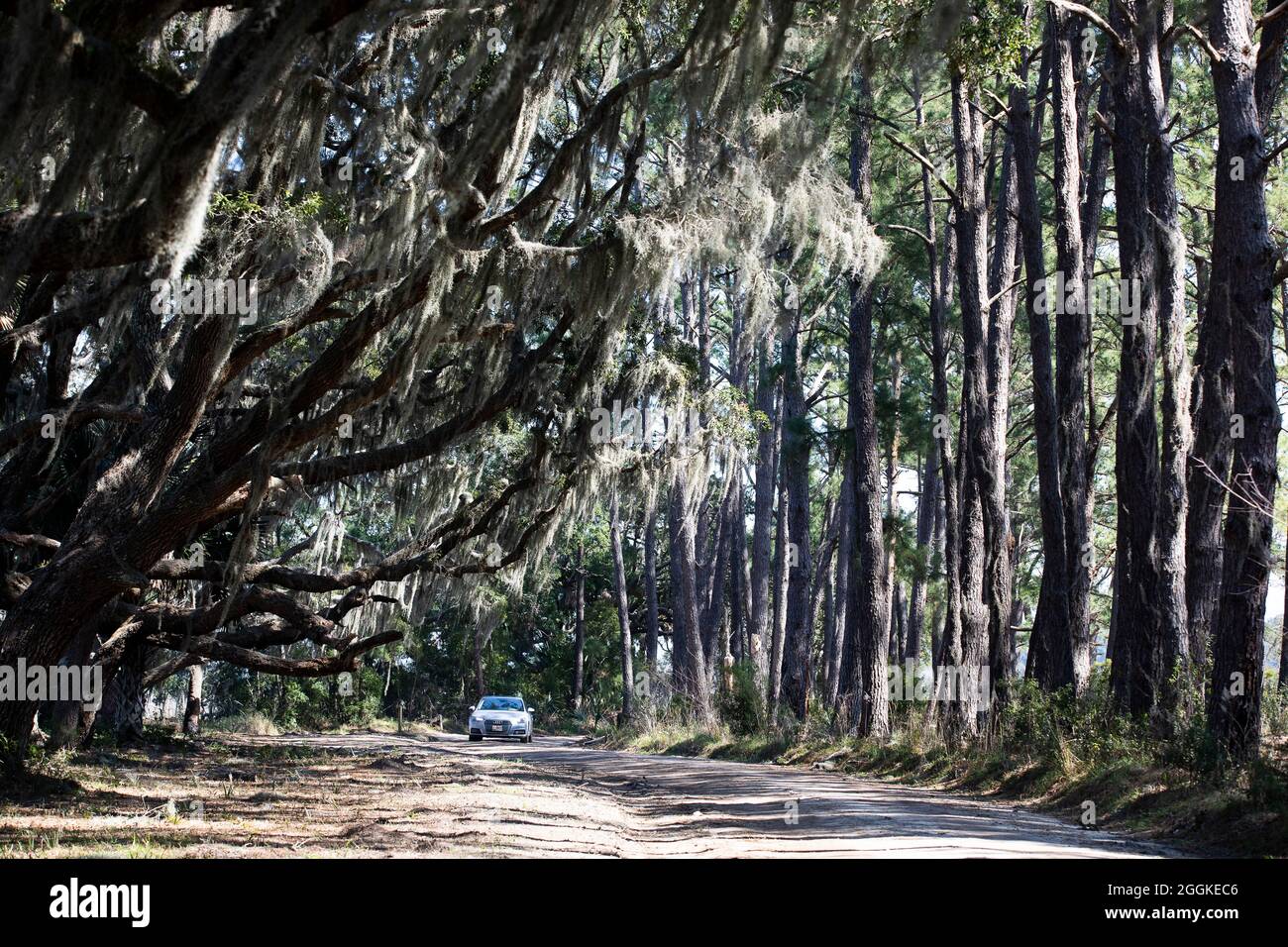 Botany Bay Plantation in Edisto Island, South Carolina Stock Photo - Alamy
