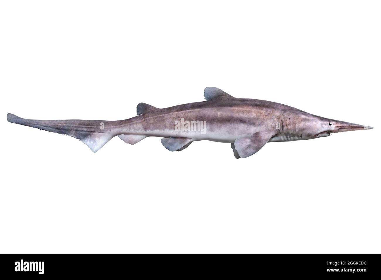 Goblin Shark High Resolution Stock Photography and Images - Alamy