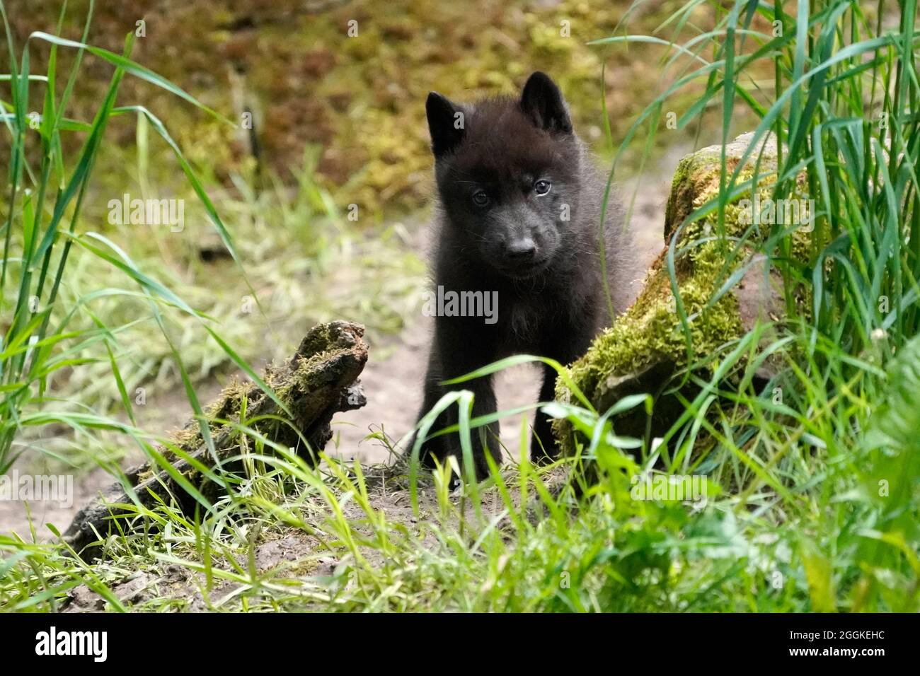 Timber wolf, american wolf (Canis lupus occidentalis), puppy at burrow ...