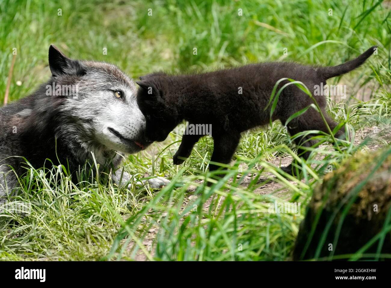 Timber wolf, American wolf (Canis lupus occidentalis), puppy with old ...
