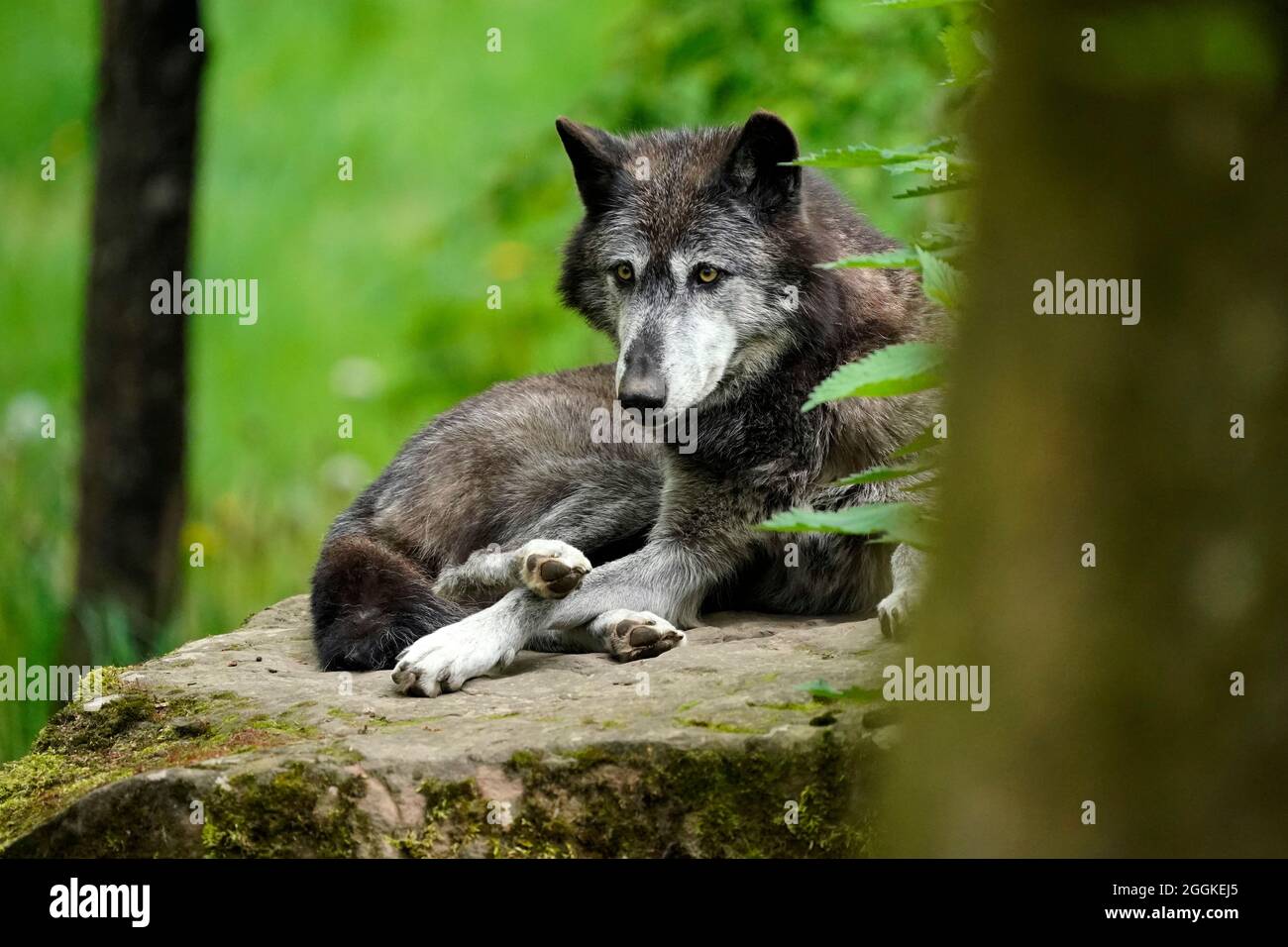 Timber wolf, American wolf (Canis lupus occidentalis) animal portrait ...