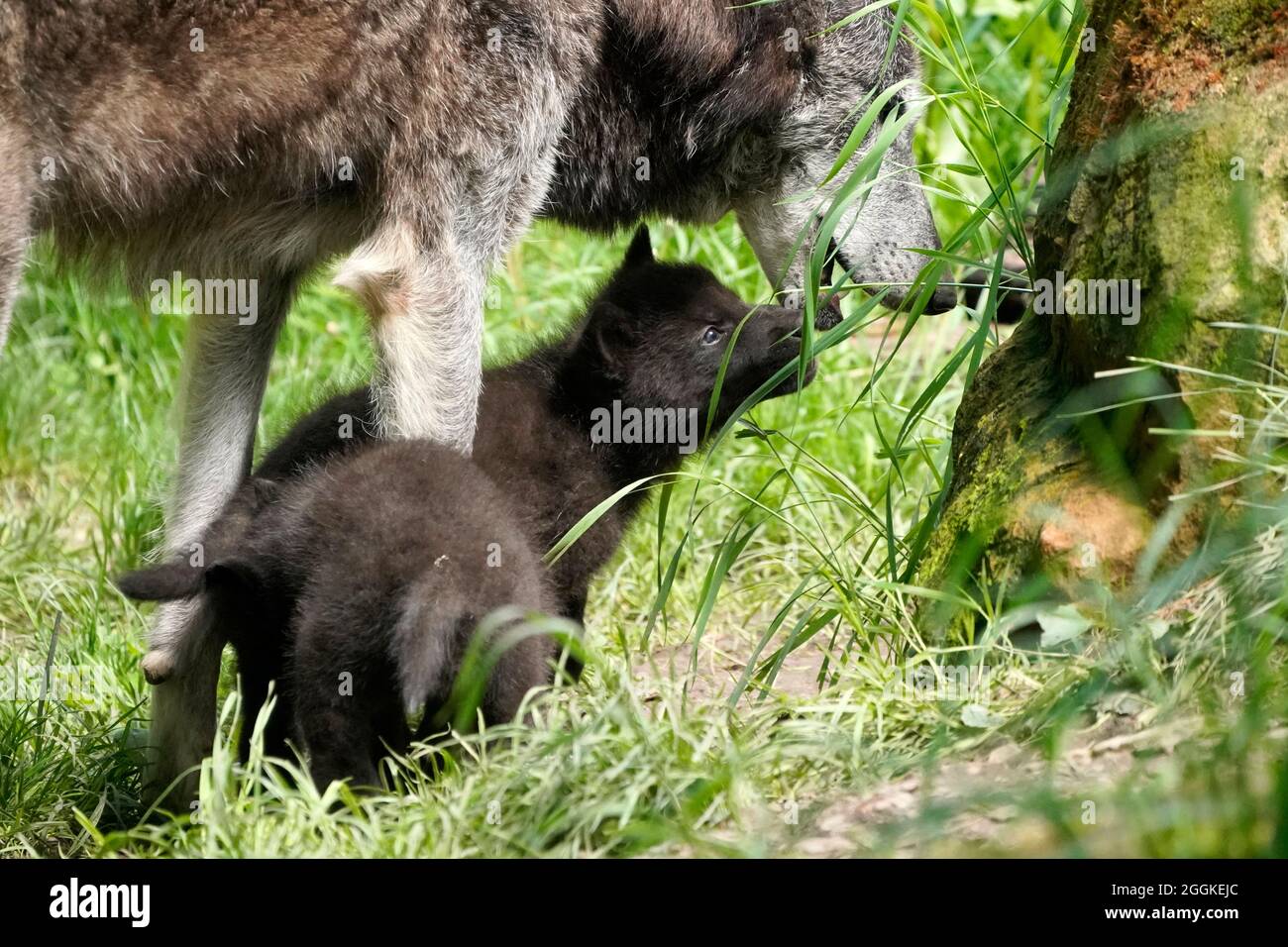 Timber wolf, American wolf (Canis lupus occidentalis), puppy with old ...