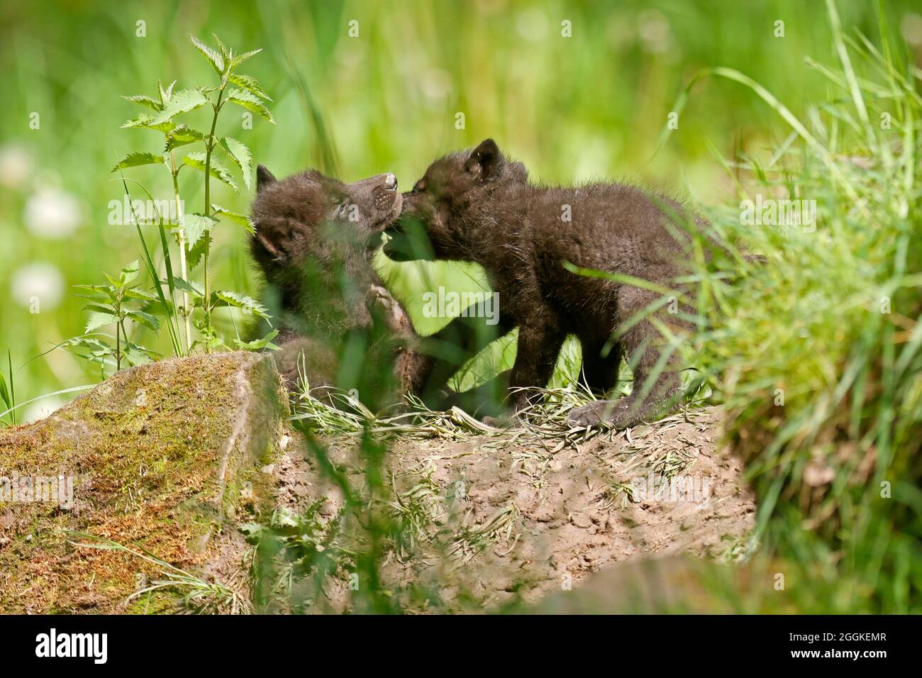 Timber wolf, american wolf (Canis lupus occidentalis) pups at burrow ...