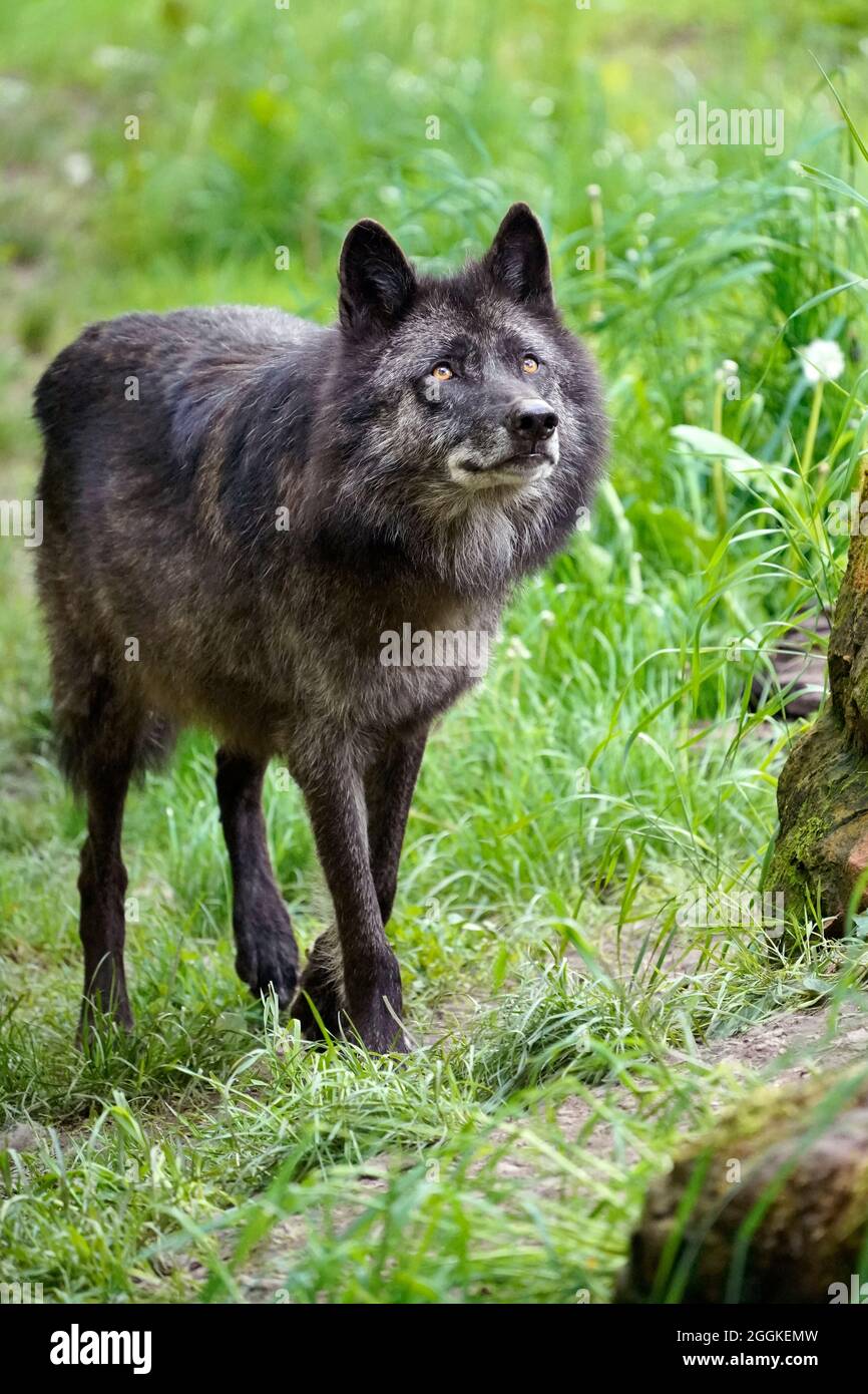 Timber wolf, American wolf (Canis lupus occidentalis) running, Germany ...