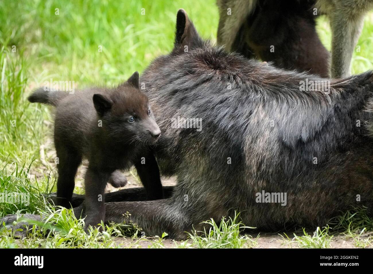 Timber wolf, american wolf (Canis lupus occidentalis) pups at burrow ...