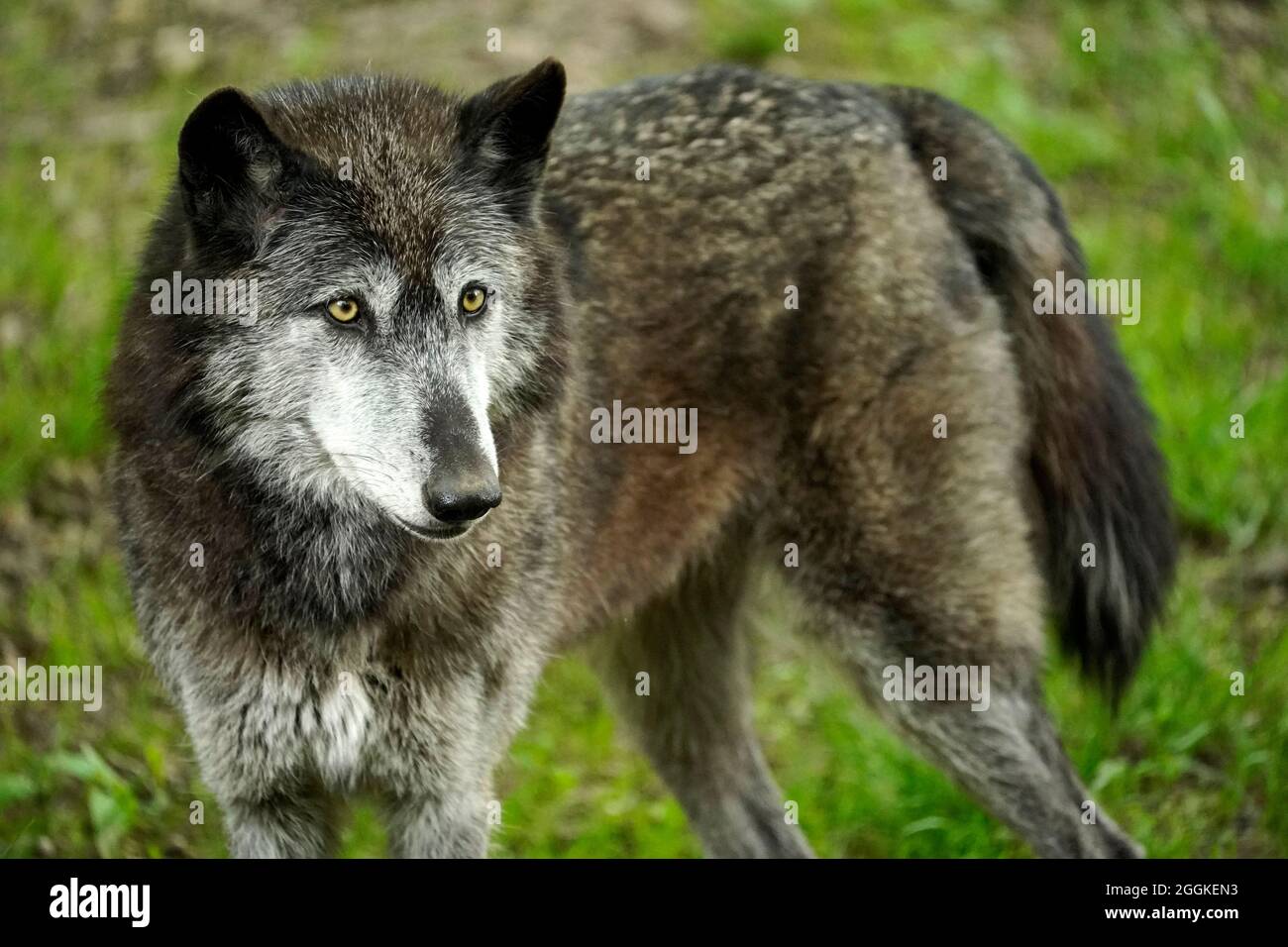Timber wolf, American wolf (Canis lupus occidentalis) animal portrait ...