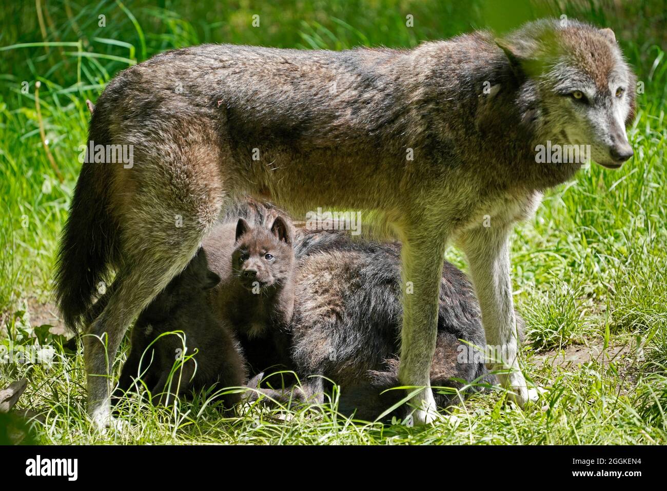 Timber wolf, American wolf (Canis lupus occidentalis), puppy with old ...