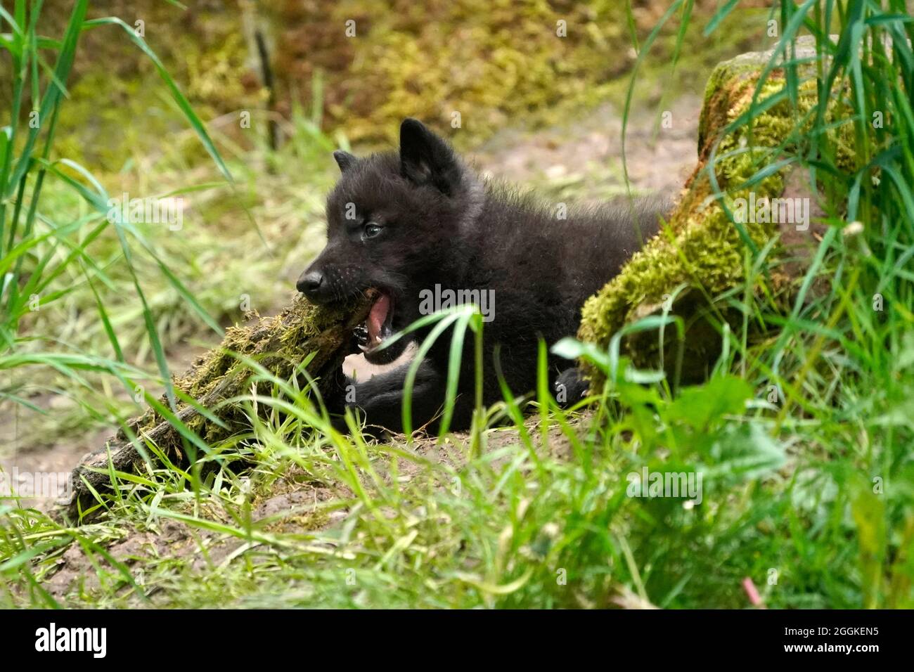 Timber wolf, american wolf (Canis lupus occidentalis), puppy at burrow ...
