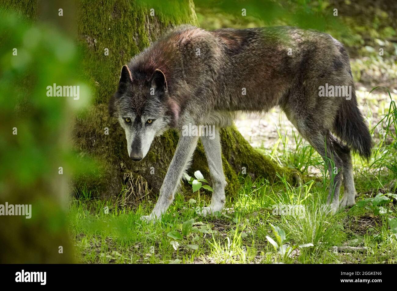 Timber wolf, American wolf (Canis lupus occidentalis) running, Germany ...